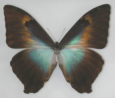 しい。この個体は赤色と青色の